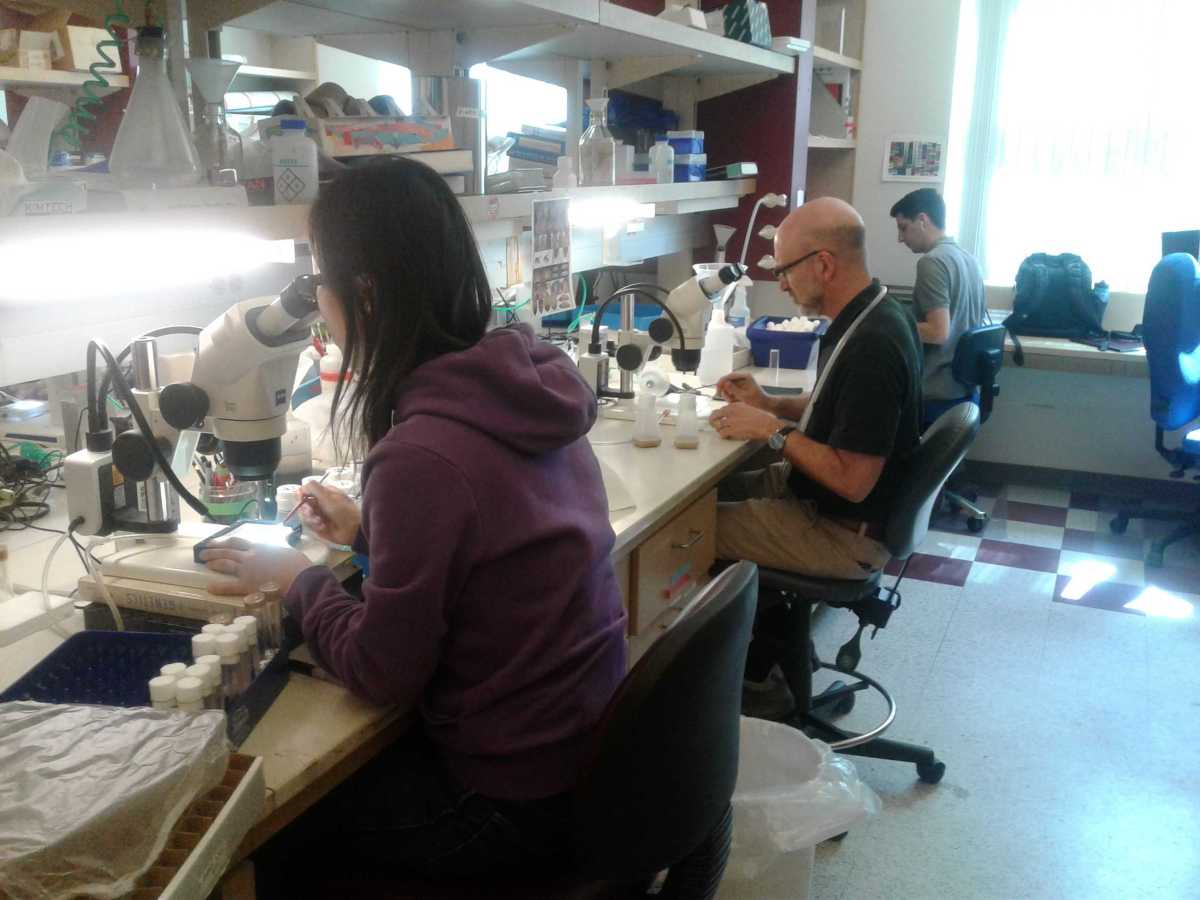 A few of Our Projects – Promislow Lab